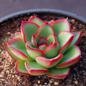 Các loại sen đá làm giới trẻ điên đảo » Cây cảnh giả trang trí