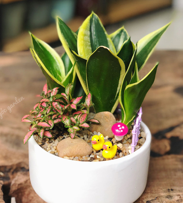 Cay-canh-mini-trang-tri-goc-ban1 » Cây cảnh giả trang trí