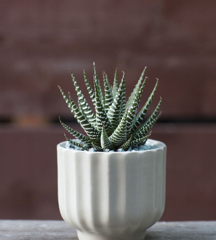 Sen-Da-Mong-Rong » Cây cảnh giả trang trí