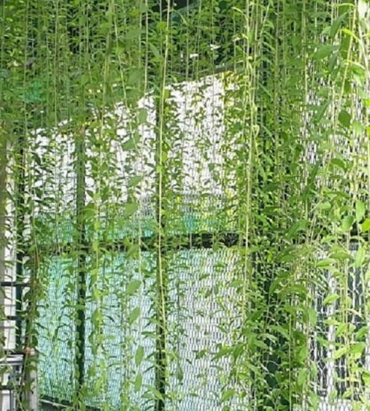 Cua-so-ban-cong-dep-voi-cay-Cuc-Tan-An-Do2 » Cây cảnh giả trang trí